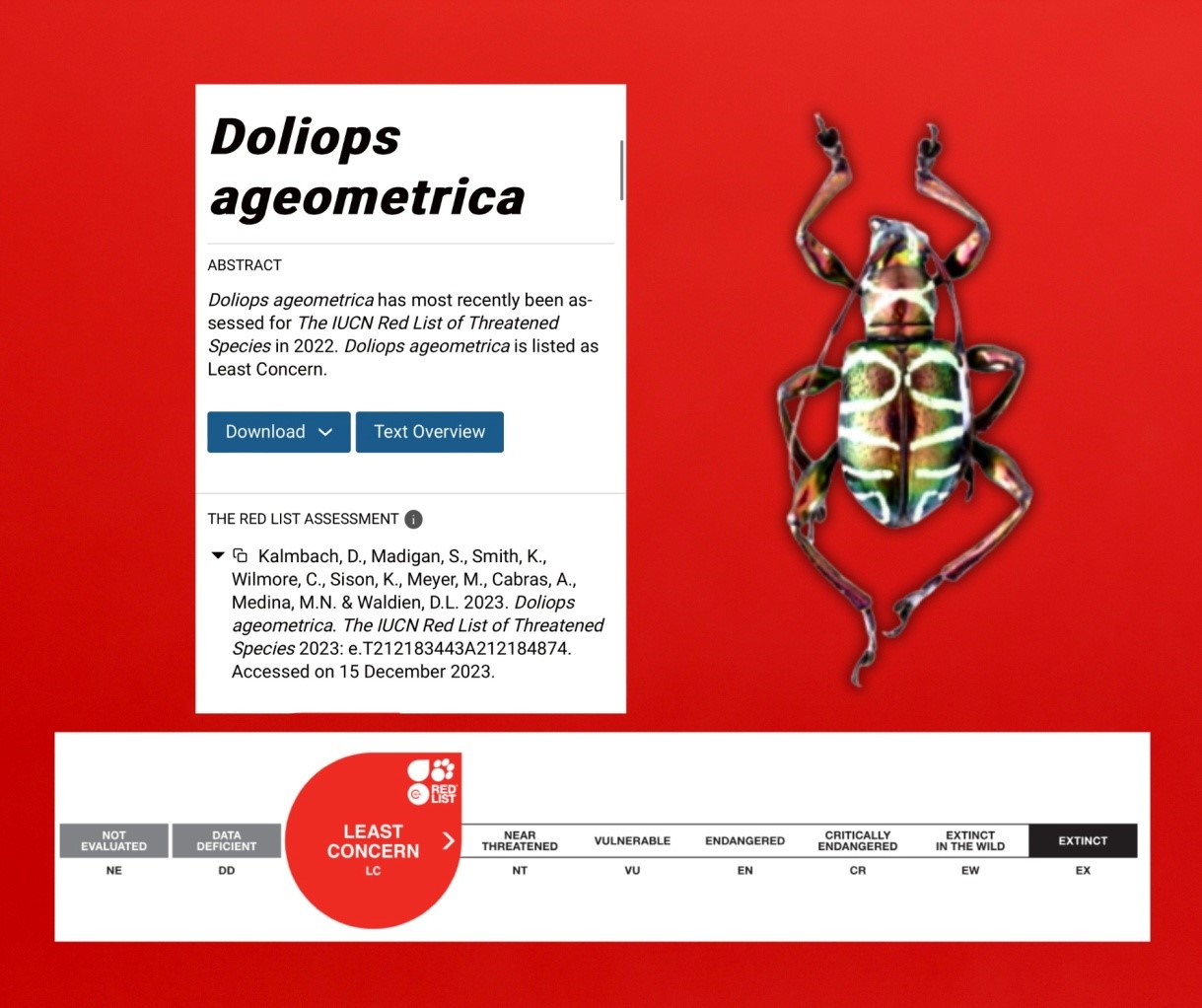 Seven Additional Endemic Beetle Species from the Philippines Added to ...